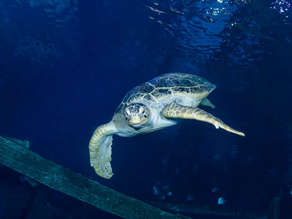 Shark Reef Aquarium The Story of OD