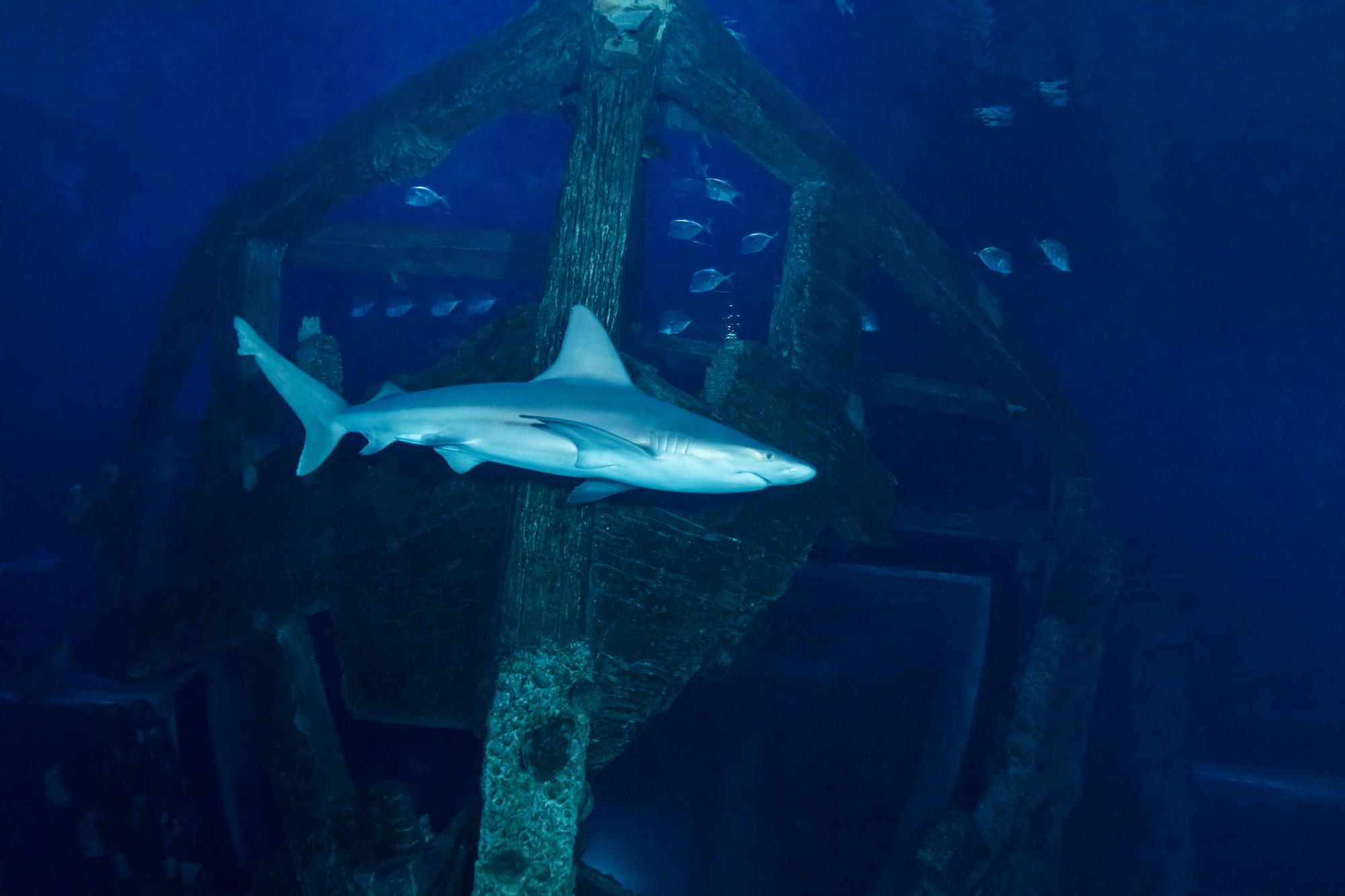 Shark Aquarium Las Vegas